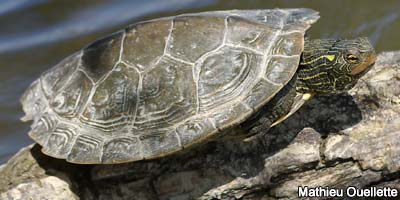 tortue-geographique - CJSO