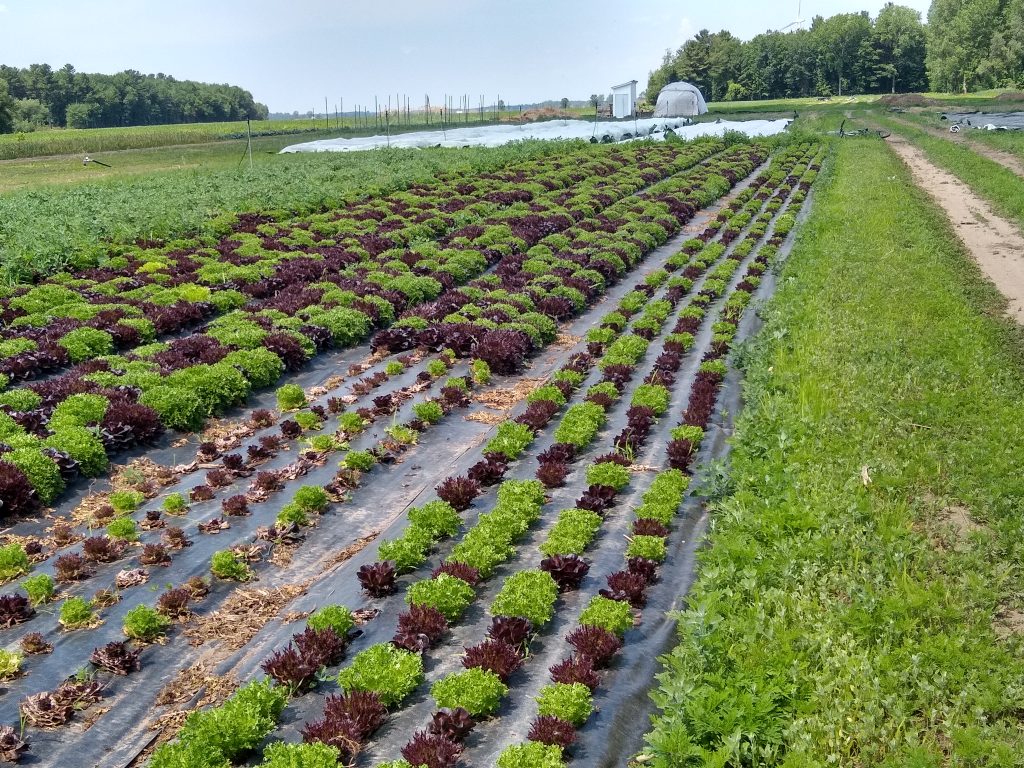 Saison 2020 - 6 - Les Jardins de Massueville - CJSO