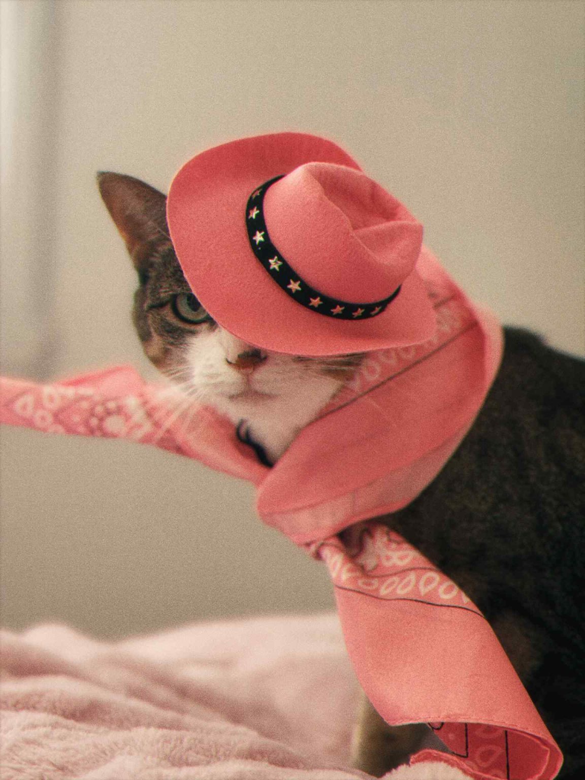 Entre l'Halloween et les chansons de Noël - CJSO